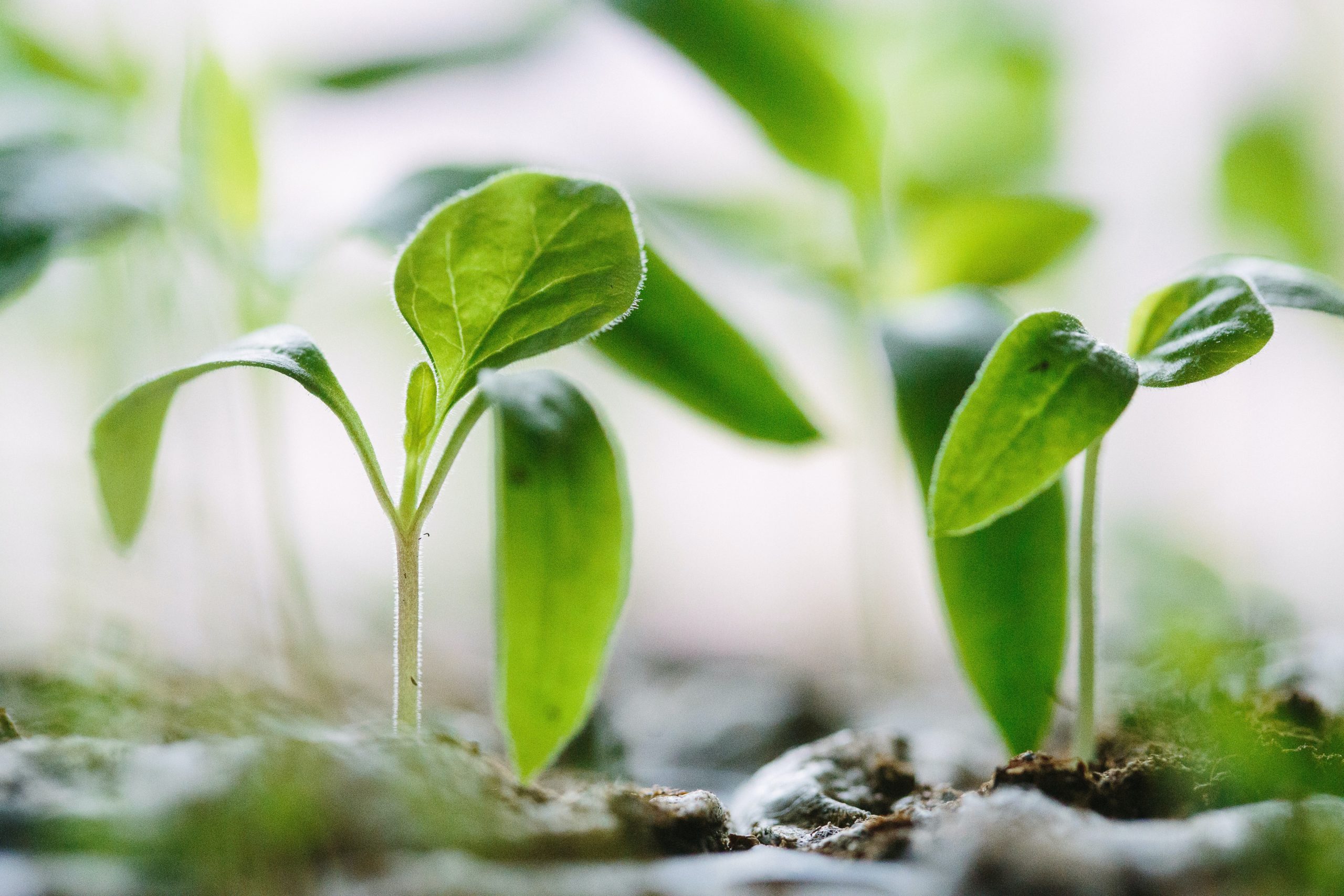 What Does OMRI Certification Mean Importance In Organic Farming