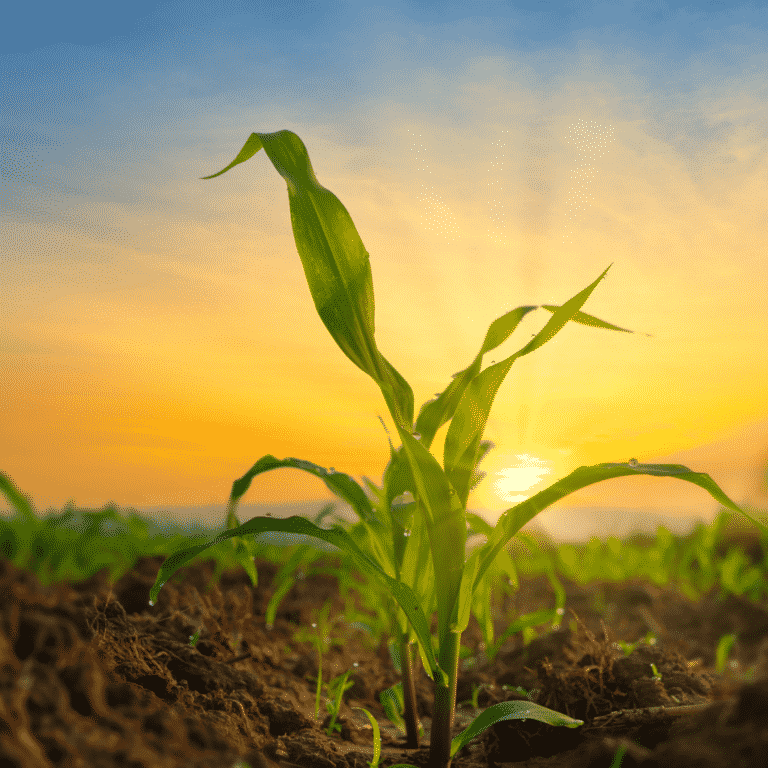 Soil Management Practices | Organic Farming Soil Conservation