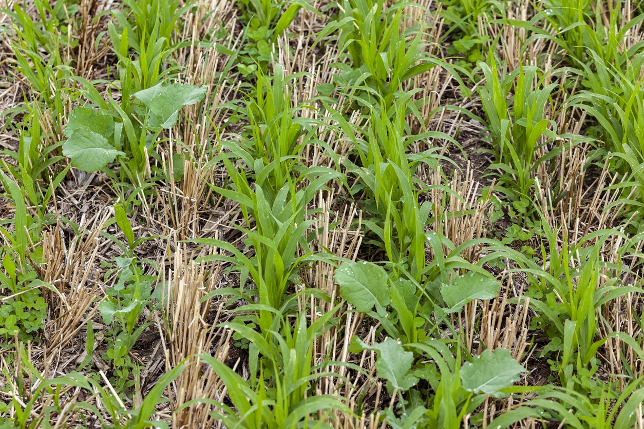 Cover Crops | Organic Farming Cover Crop Use Guide