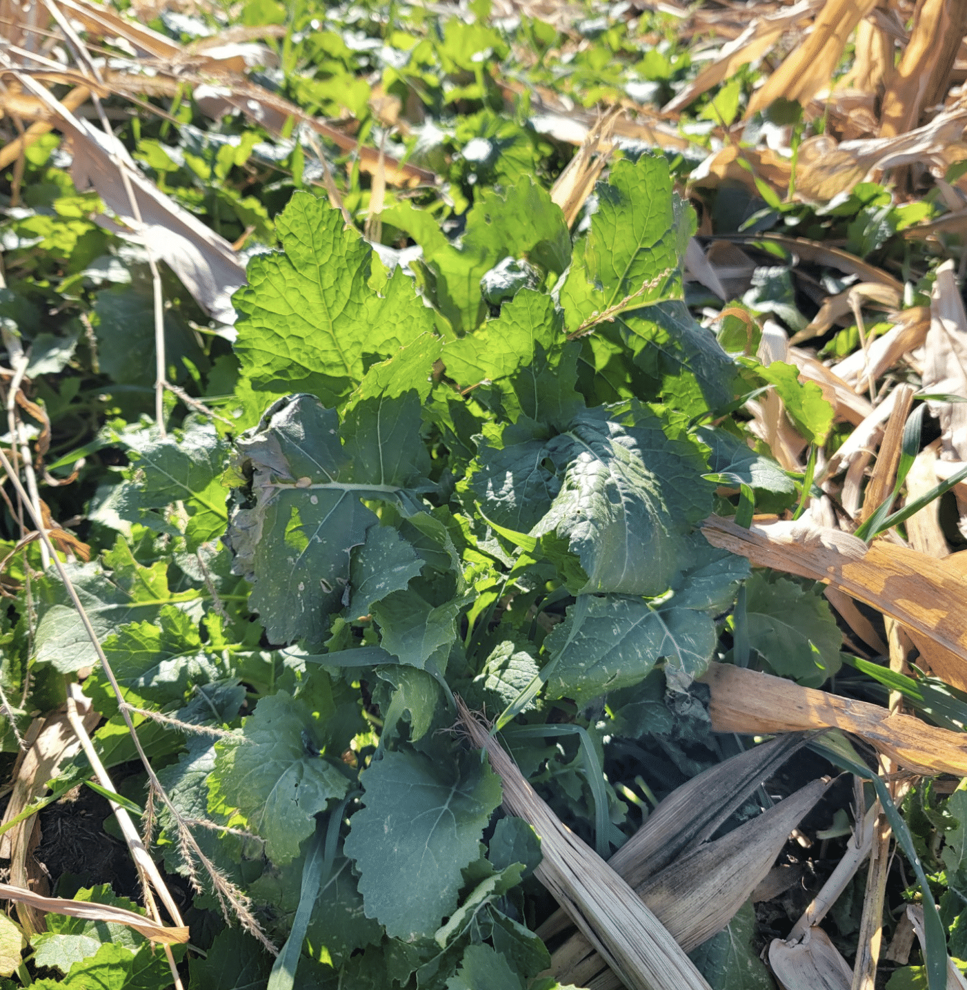 Cover Crops | Organic Farming Cover Crop Use Guide